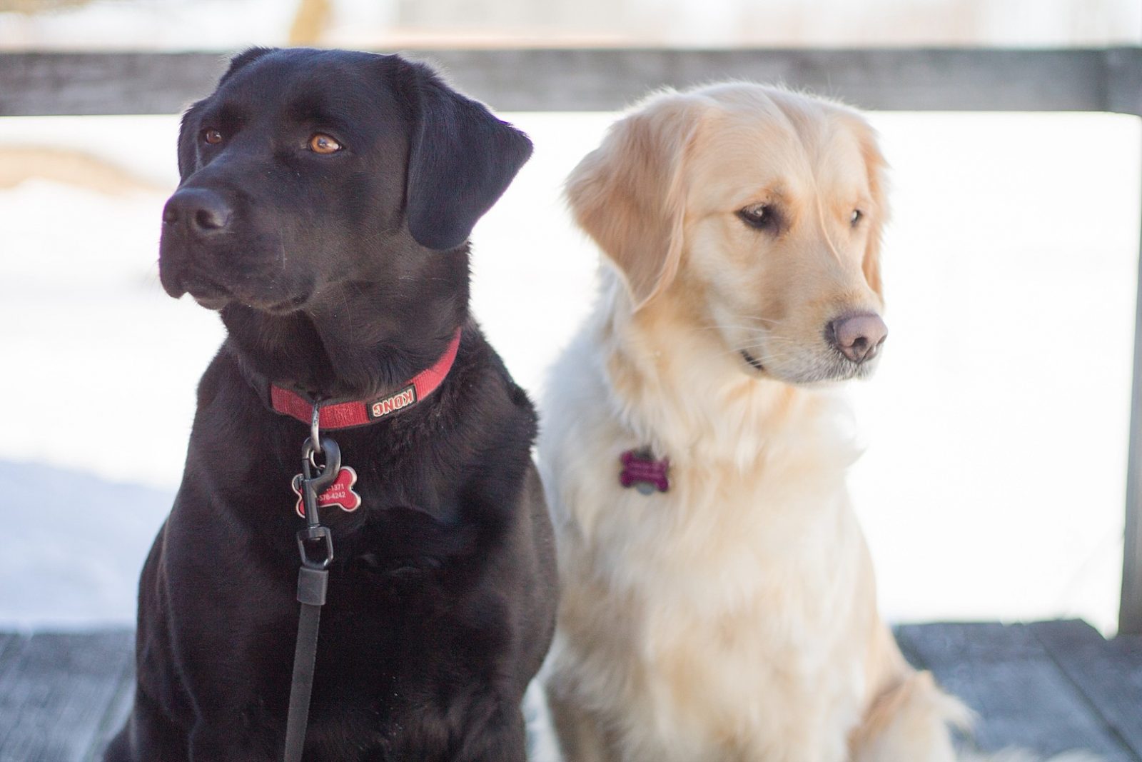 Madeline & Emma | An Official Introduction - erinmariephoto.com